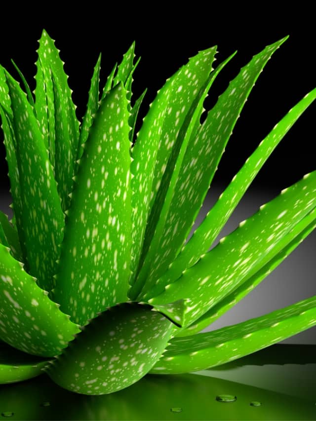 बेदाग त्वचा के लिए ऐसे यूज करें एलोवेरा