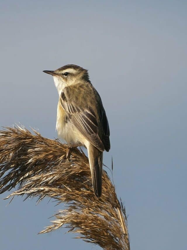 10 Birds That Sing at Night