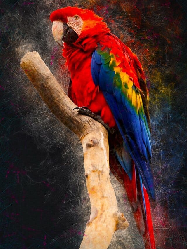 5 Most Beautiful Parrots in the World