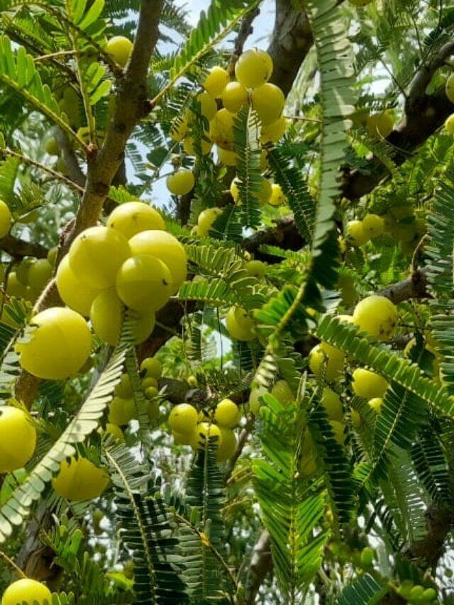 इस फल का सेवन दूर करेगा कमजोरी