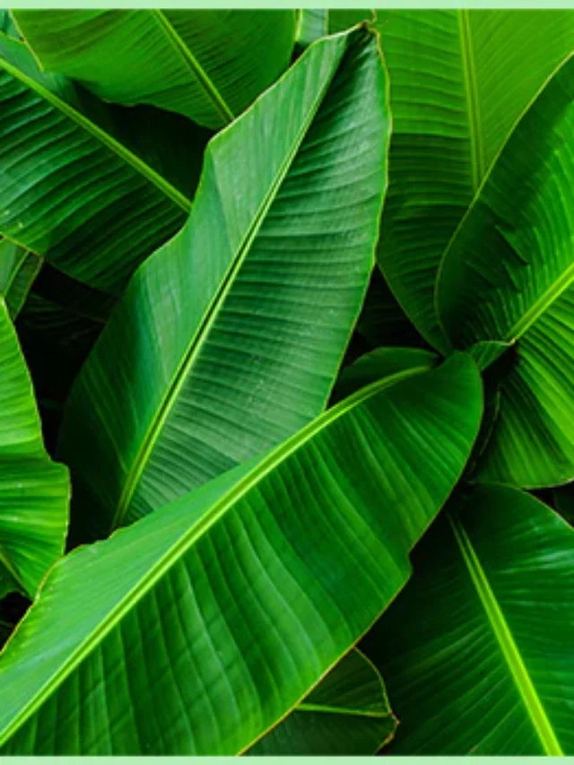 Why Should You Eat On Banana Leaves? Why Should You Eat On Banana Leaves?