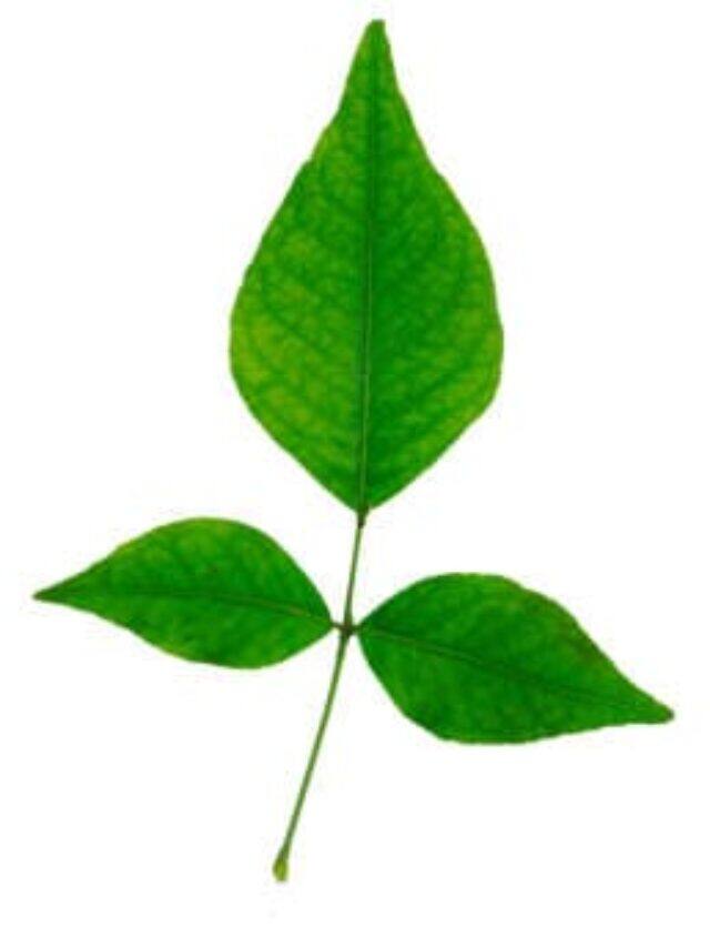 శివుడిని బిల్వదళాలతో అర్చిస్తే గొప్ప ఫలితాలు..