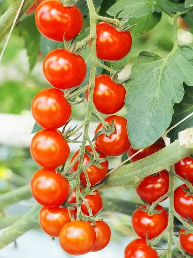 Planting Happiness: Top easy-growing veggies at home