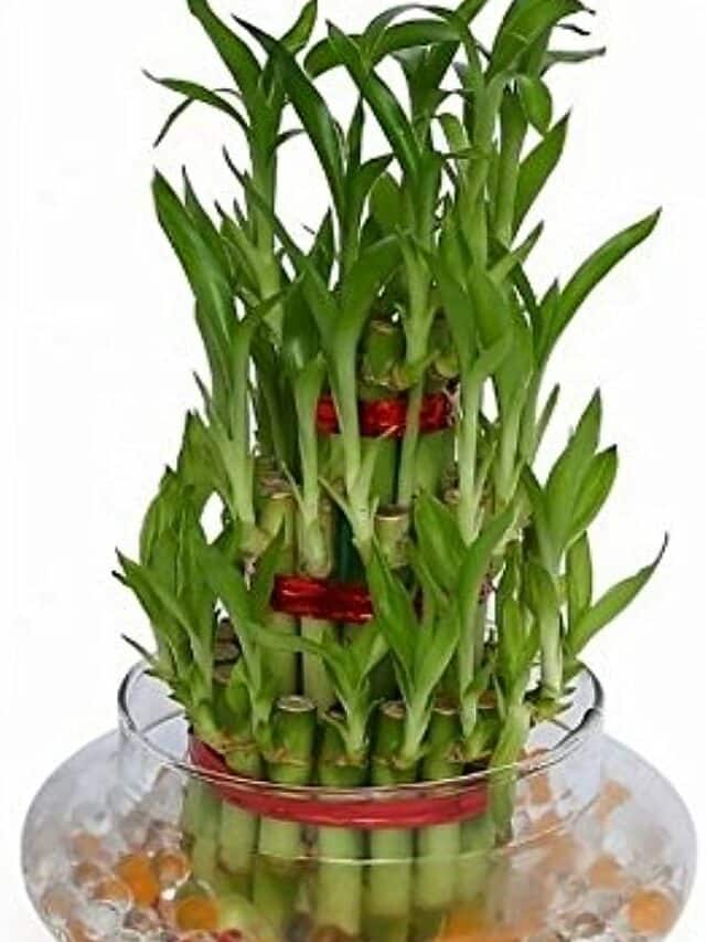 10 Benefits of Money Plant