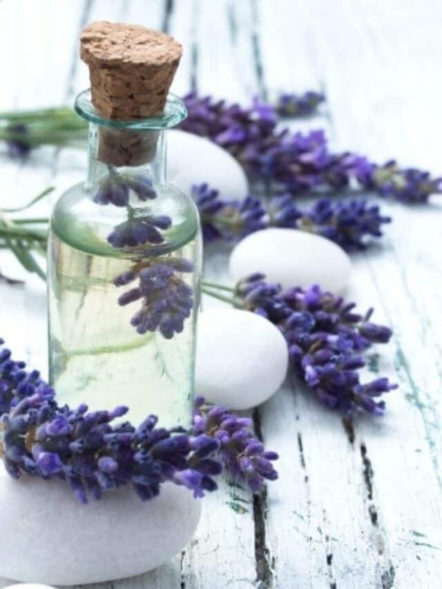 7 Benefits of Lavender Oil for Skin and Hair