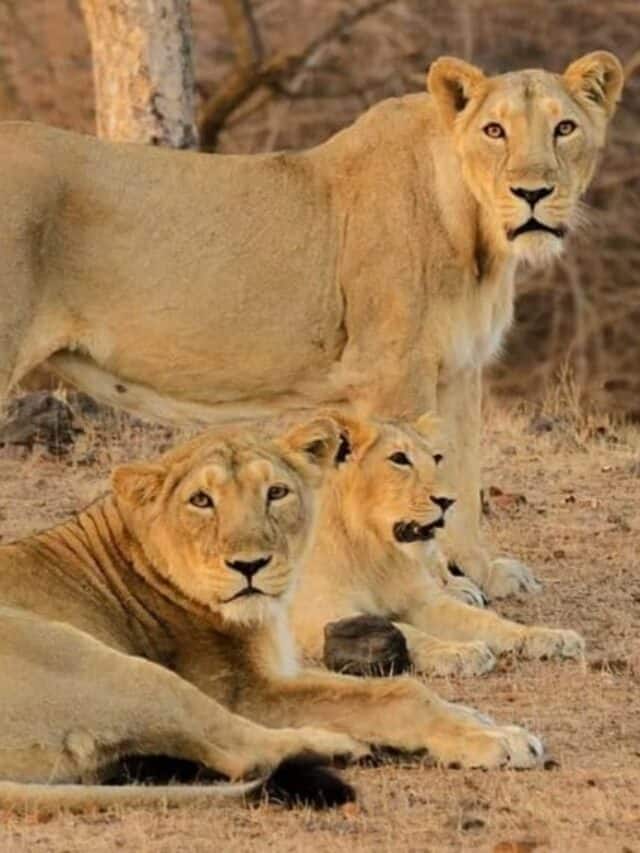 8 Photos of Lions Shared by PM Narendra Modi