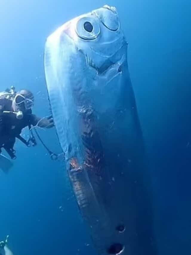 भूंकप की भविष्यवाणी करती है ये मछली, जानकर होगी हैरानी!