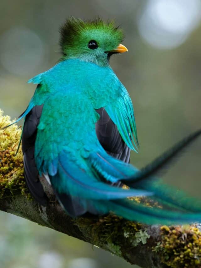 10 Unique National Birds of Countries