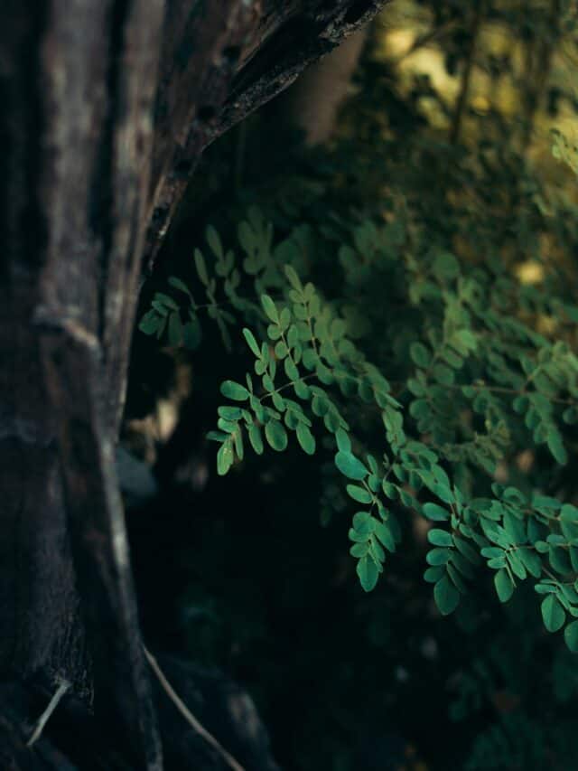 9 Incredible Benefits of Moringa Leaves