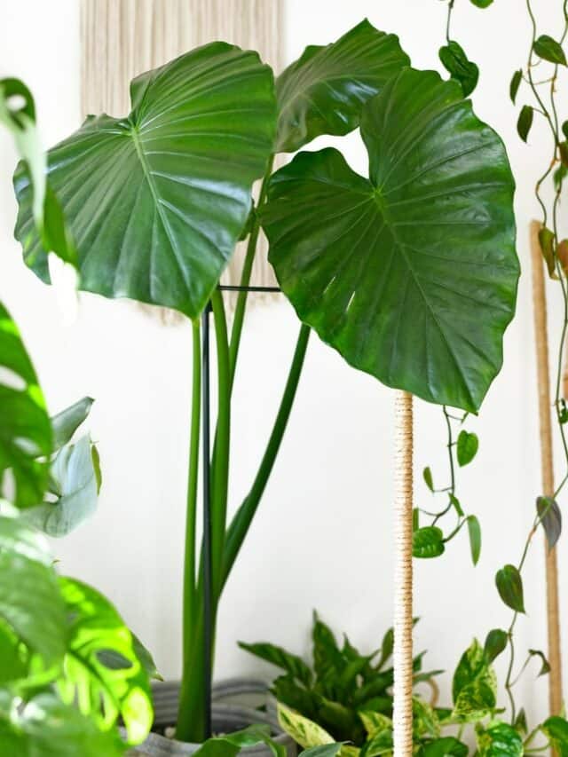 10 Outdoor Plants With Astonishingly Giant Leaves