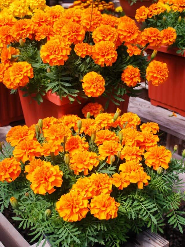 7 Plants For Better Vision