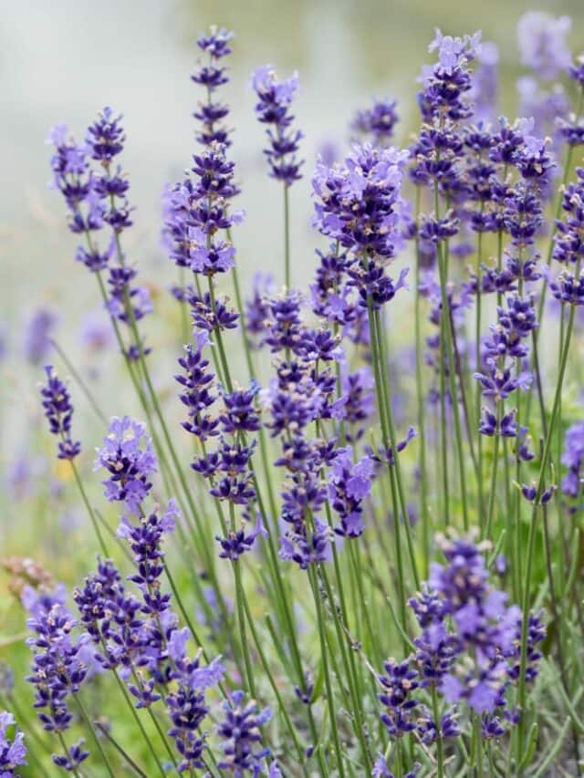 5 Outdoor Plants That Smell Amazing