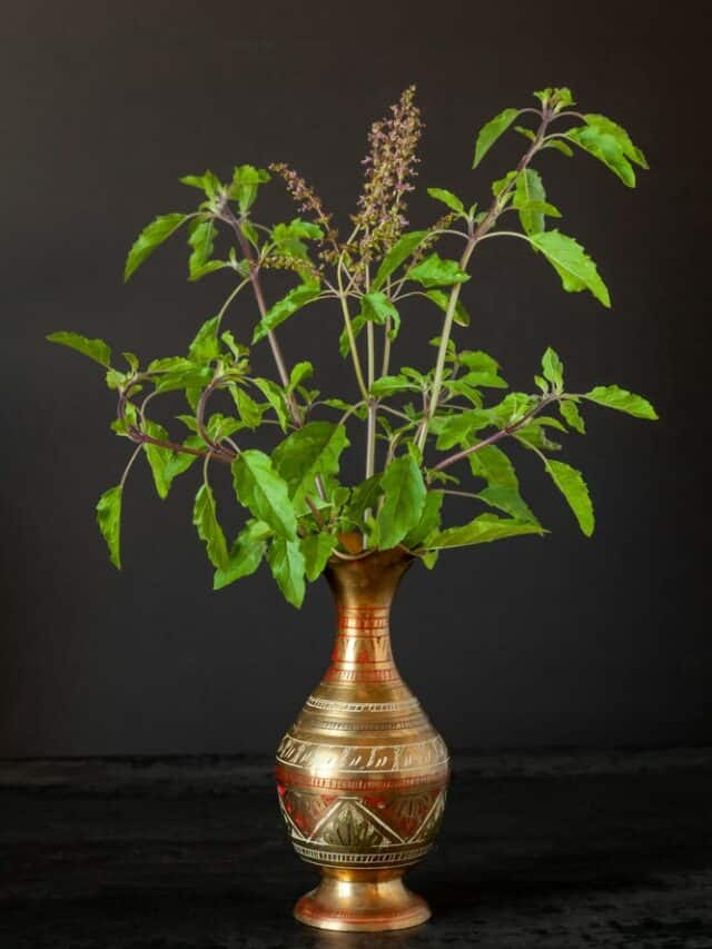 5 Benefits Of Eating Tulsi Plant Leaves