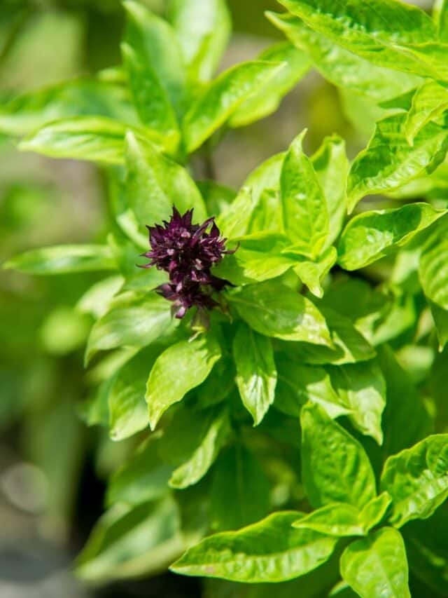 10 Tips To Grow Italian Basil At Home