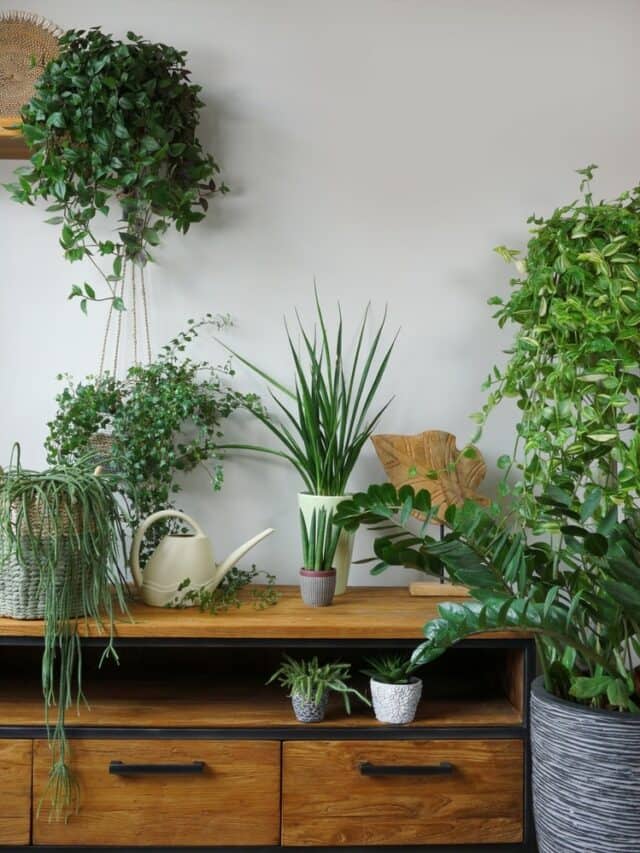A Beginner's Guide on How to Grow Indoor Plants