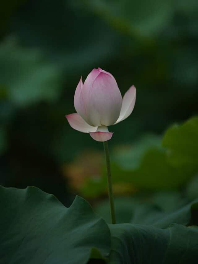 9 Tips for Growing Lotus Flowers From Seeds