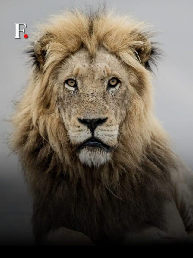 World Lion Day: Know the different species of lions