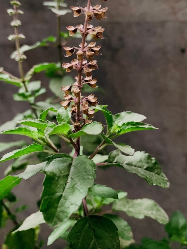 7 Ways Tulsi Flowers Can Enhance Beauty