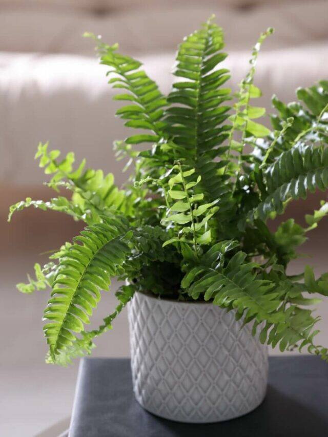 8 Tips to Care for Boston Ferns at Home