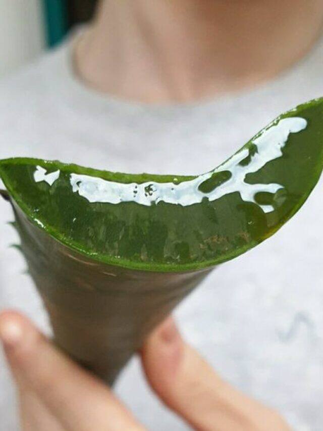 Aloe Vera Magic: Unlocking the secret benefits of the plant
