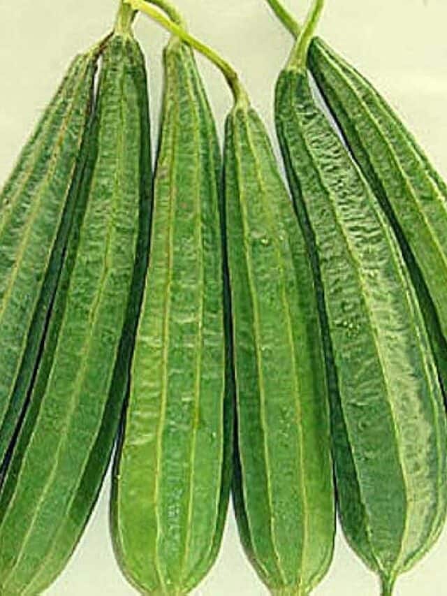 5 Surprising Benefits of Ridge Gourd