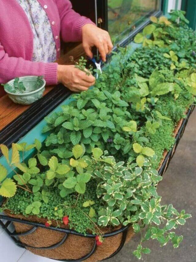 10 Tips To Grow Herbs At Home