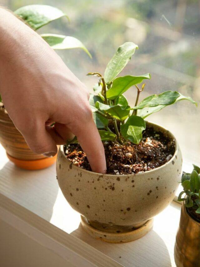 How to Protect Indoor Plants During Winter?