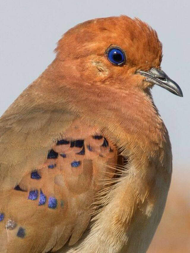 10 Rare Birds Found on Earth