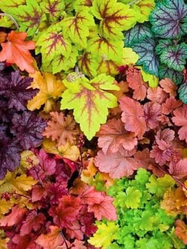 10 Plants With Year-round Colourful Foliage