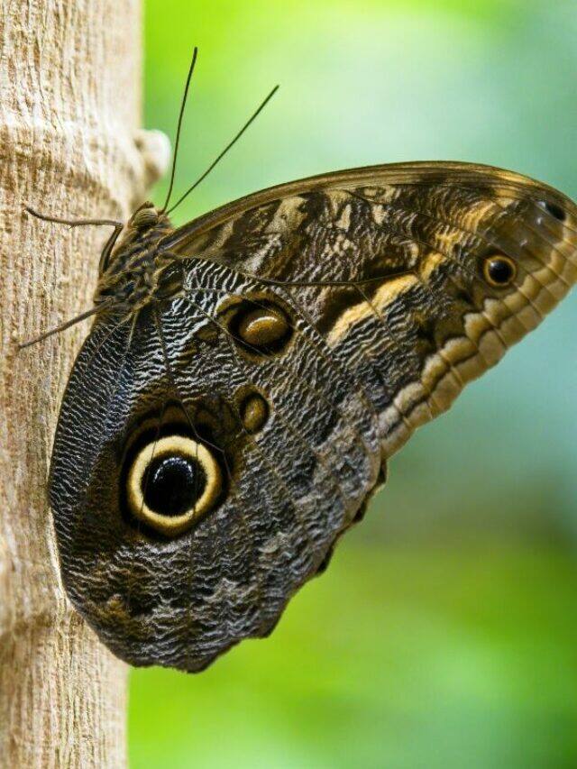 10 Most Beautiful Butterflies On Planet Earth