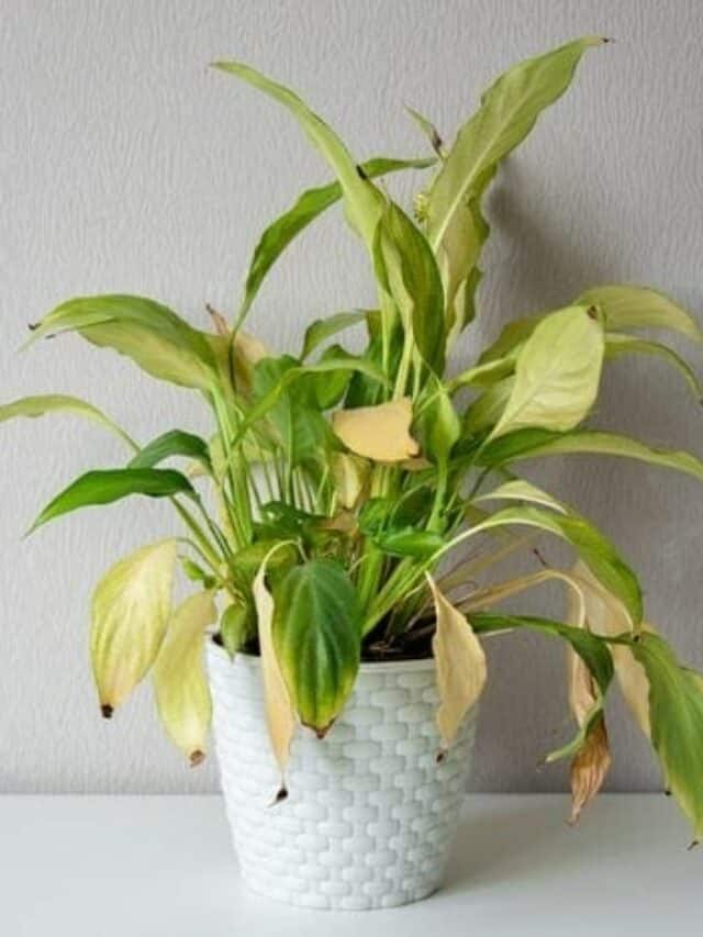9 Techniques for Reviving a Dying Plant