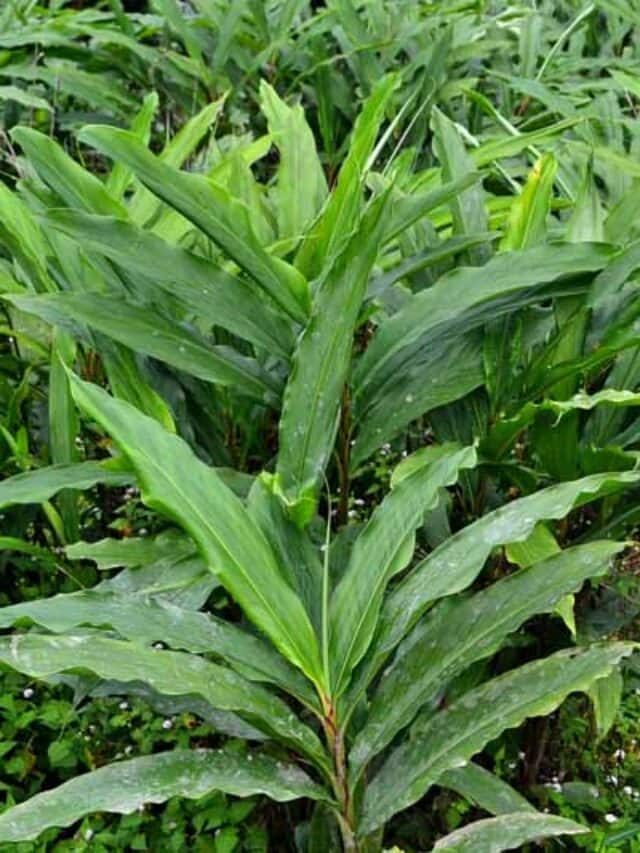 7 Secrets to Growing Cardamom Plants