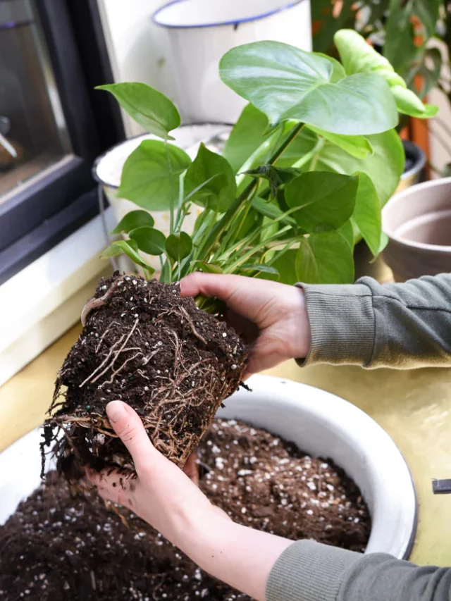 Top 10 Plant Care Tips You Should Know