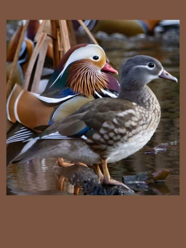 10 of the Most Beautiful Ducks