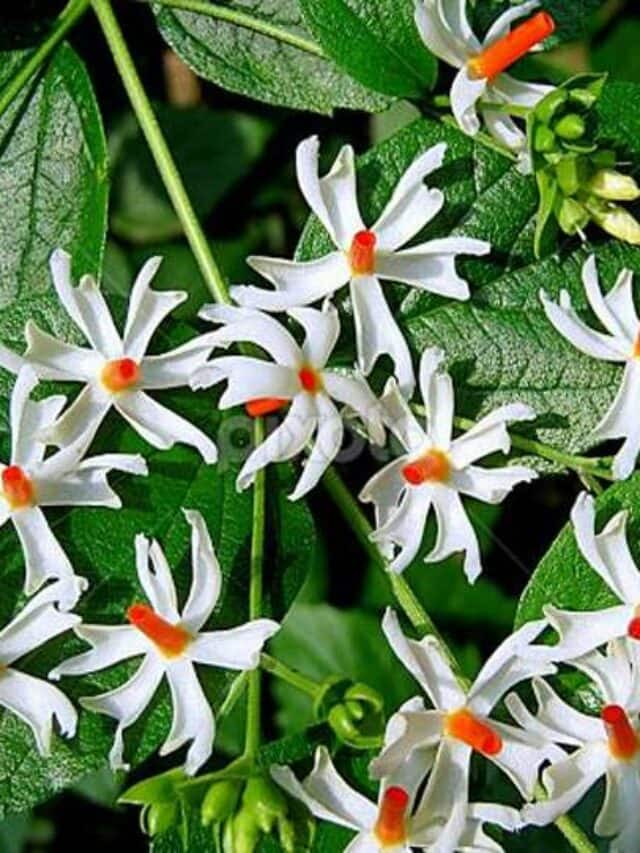 Ganesh Chaturthi: 10 Flowers for 10 Days of Worship