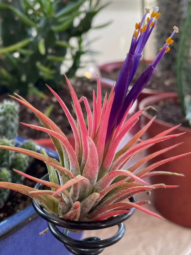 7 Tips To Grow Exotic Plants At Home
