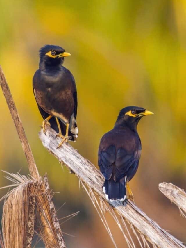 10 Wonderful Dancing Birds In The World