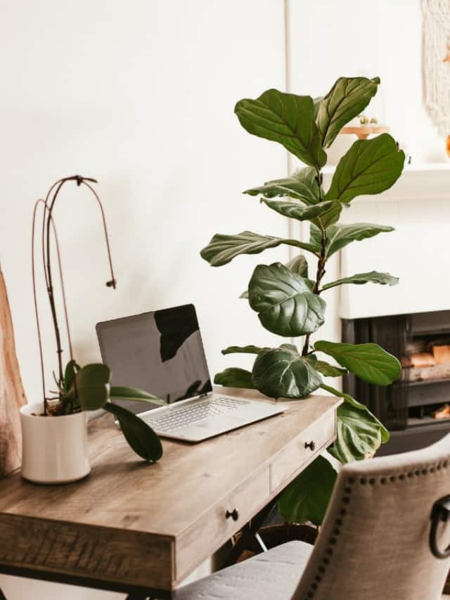 5 Indoor Plants For Your Work Desk