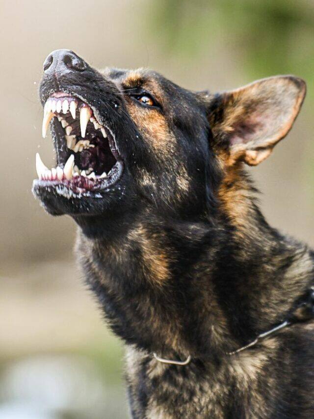 जेव्हा माणसांसाठी जीवघेणे ठरतात प्राणी