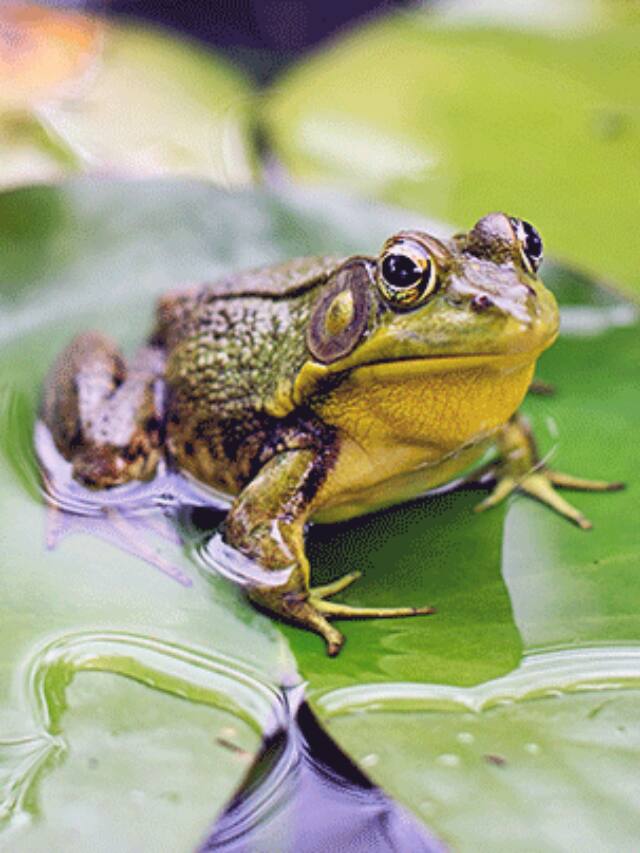 मेंढक कम होने पर क्यों बढ़ती हैं बीमारियां