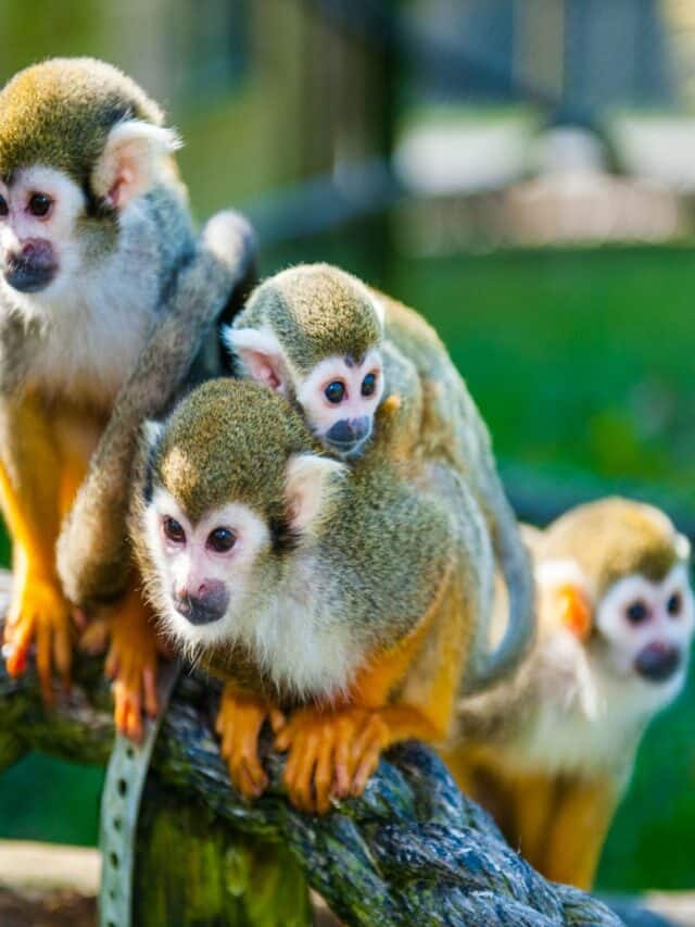 10 Of The Cutest Monkeys In The World