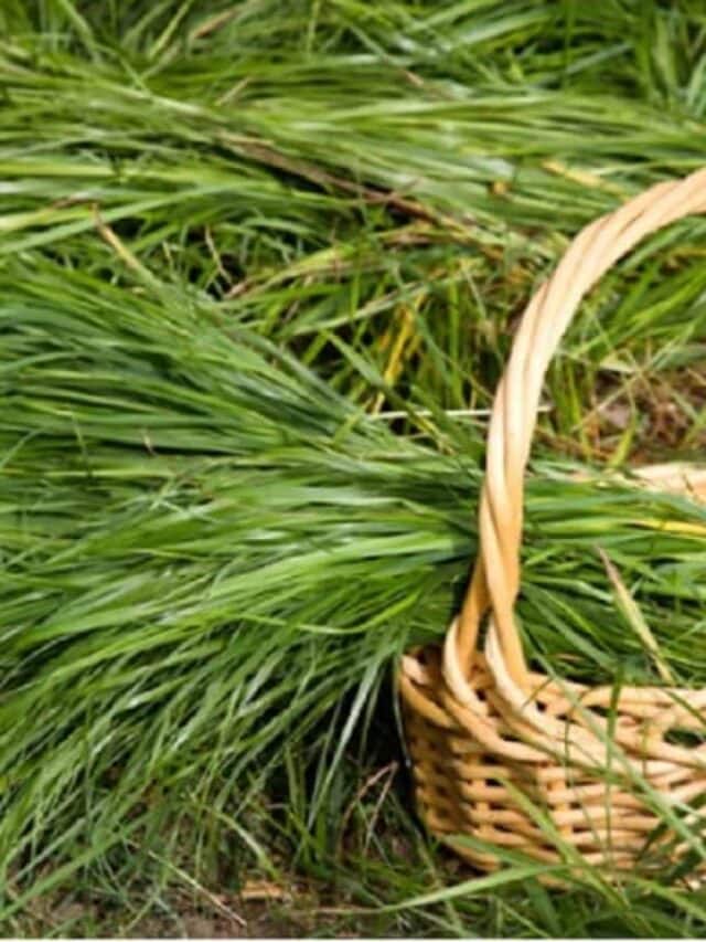 10 Tips For Planting Grass Seed