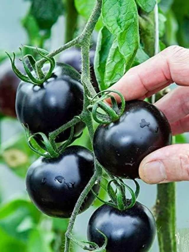 क्या आपने सुना है काले टमाटर का नाम जिससे हो सकती है बंपर कमाई