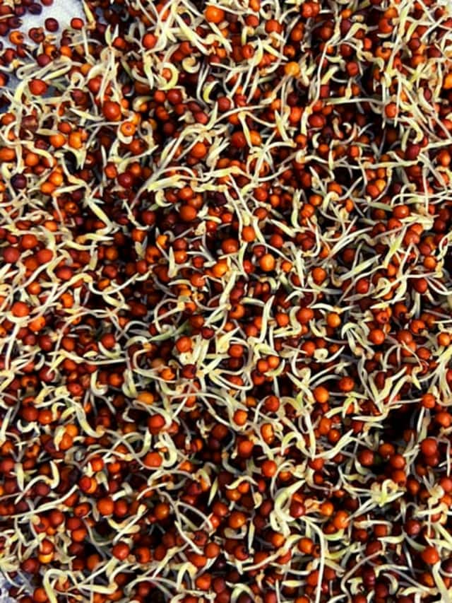 These Small Seeds Can Keep Your Sugar Levels in Control