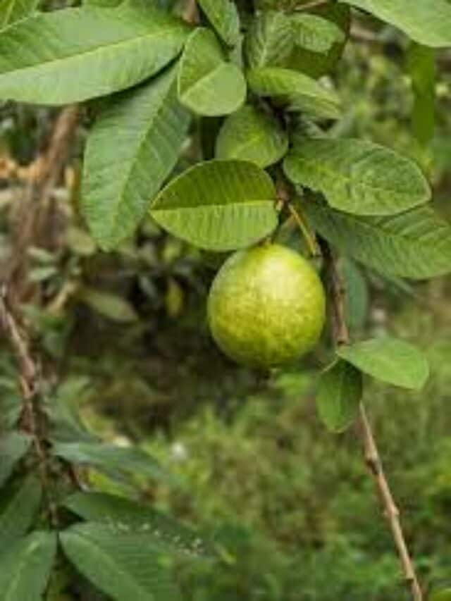7 Unknown Health Benefits of Guava Leaves