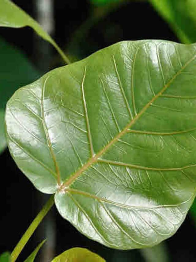 7 Sacred Plants In The Vedas