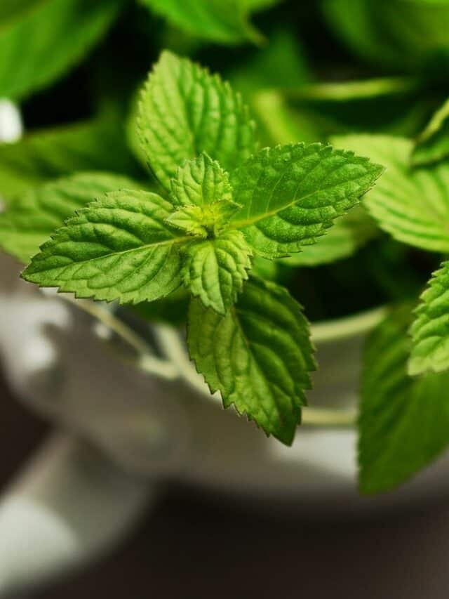 10 Plants That Grow Without Seeds