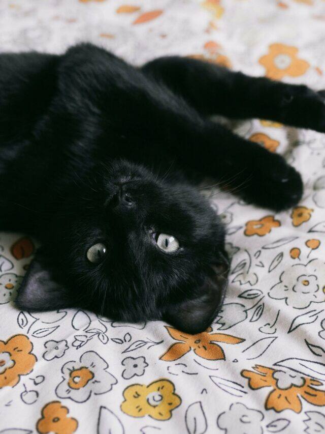10 Animals That Enjoy Taking Drugs