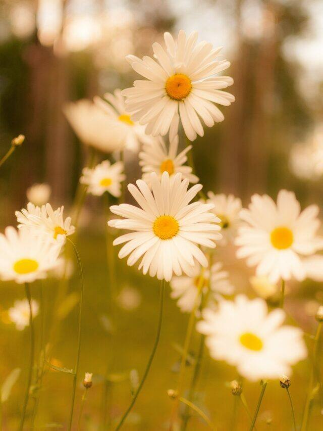 5 Flowers That Symbolize Rebirth