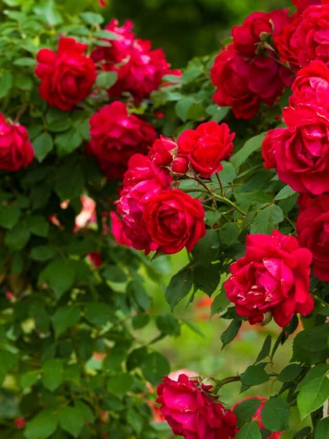 7 Zodiac Signs Who Love Growing Roses In Pots